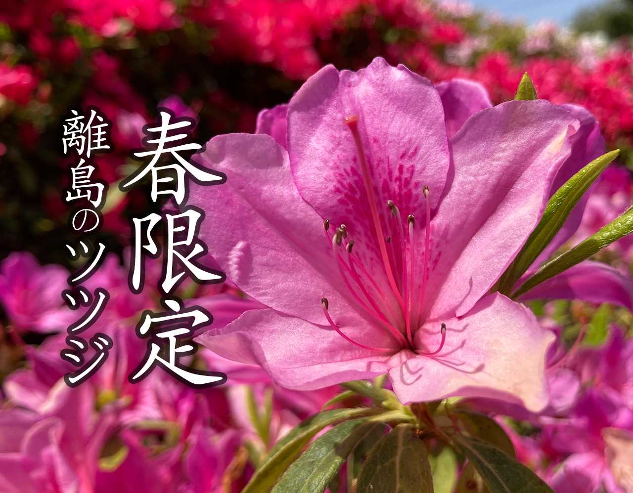 春の離島を彩るヒラドツツジ、4月中旬が見頃！五島列島宇久島神社周辺に行ってきた！[協力隊レポ] | 宇久町観光協会