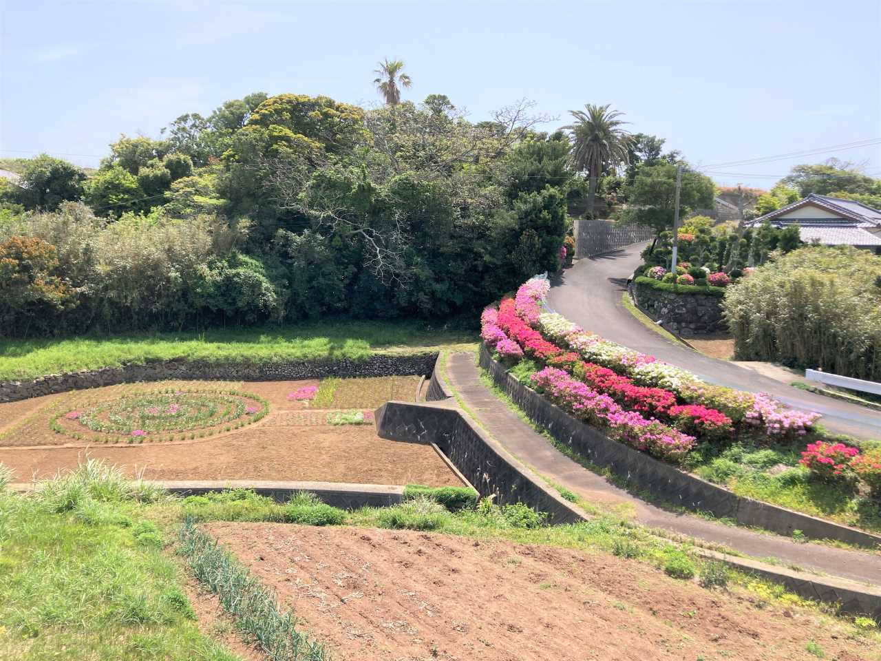 春の離島を彩るヒラドツツジ、4月中旬が見頃！五島列島宇久島神社周辺に行ってきた！[協力隊レポ] | 宇久町観光協会